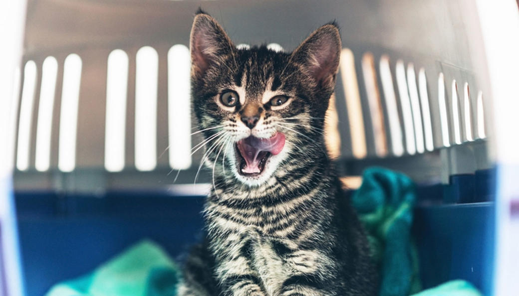 Transport von Tieren - Flughafen München